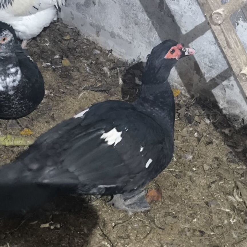 Селезень индоутки