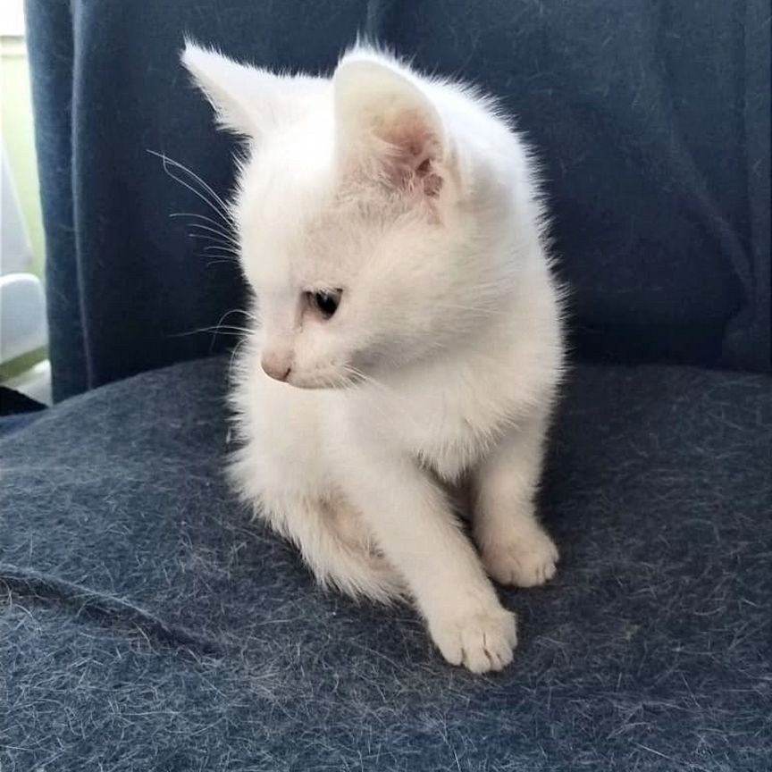 Котёнок Белый