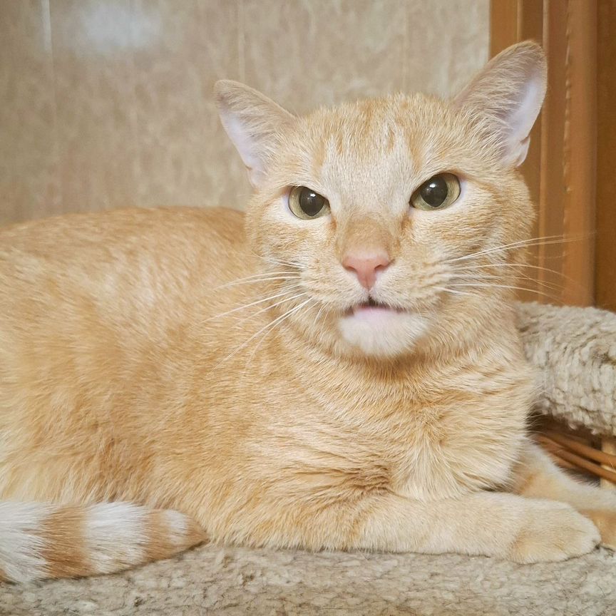 Персиковый котик в добрые руки