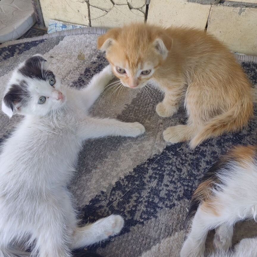 Котята от красавчика папы Венечки