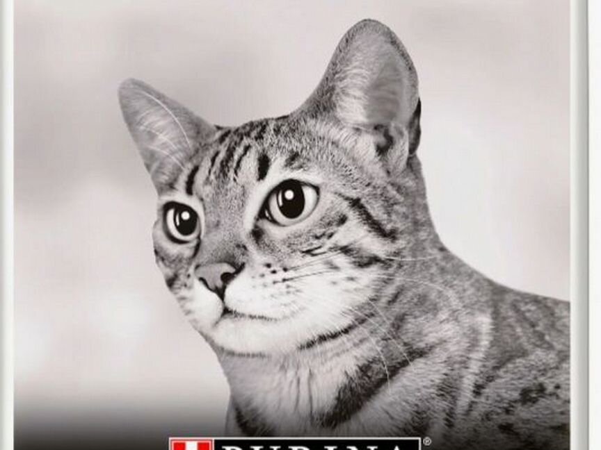 Корм пурина деликат для кошек