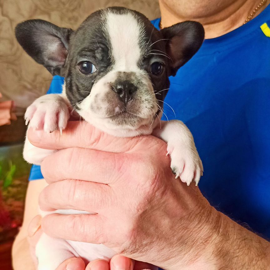 Французский бульдог, щенок