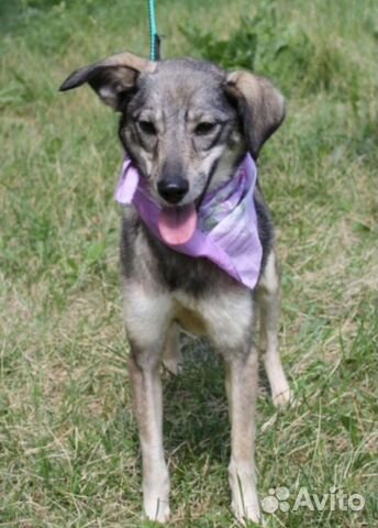 Собаке не место в приюте