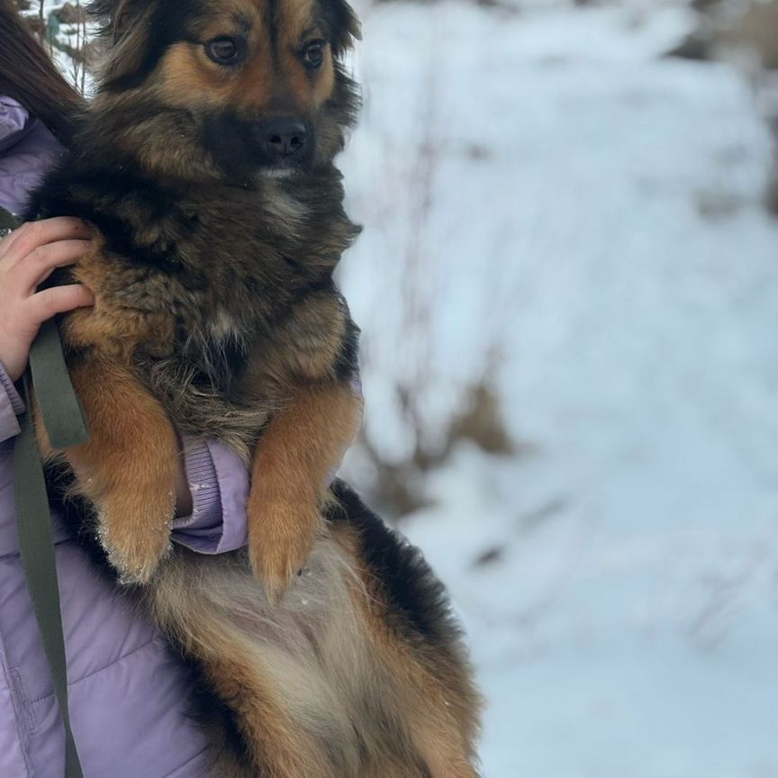 Собака бесплатно