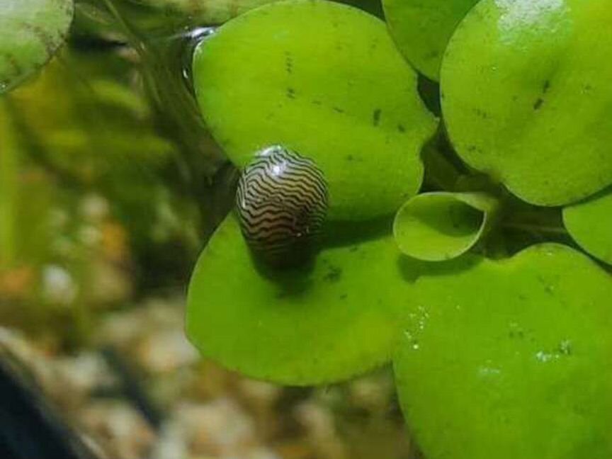 Теодоксус улитка меченосец зеленый