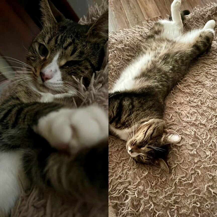Котик в добрые руки