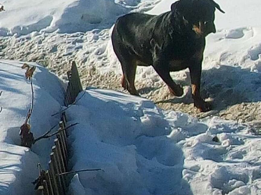 Собака