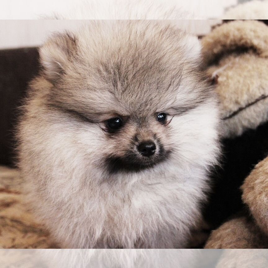 Померанский шпиц, щенок