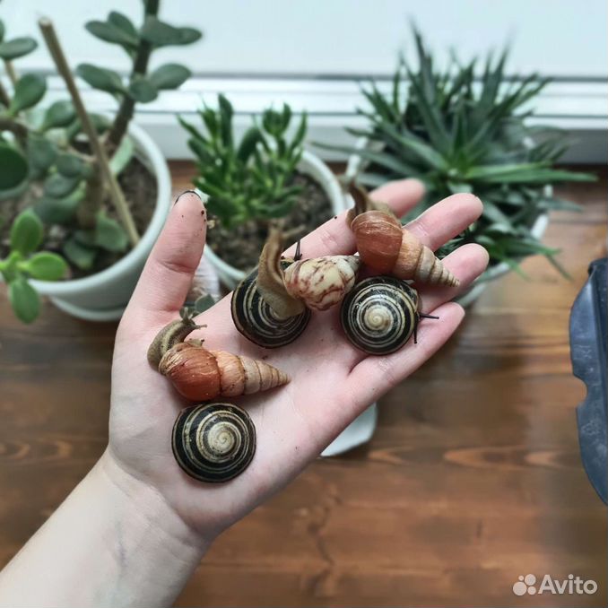 Древесные улитки