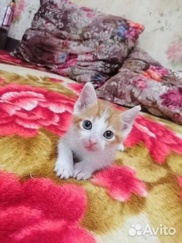 Солнечный зайчик