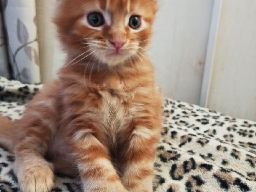 Котенок мейн-кун полидакт