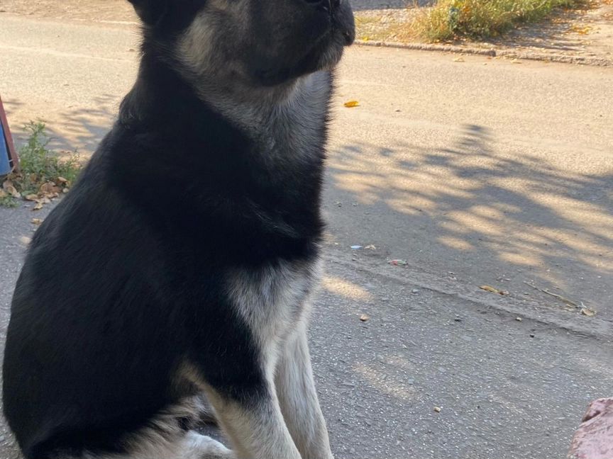 Собака в добрые руки бесплатно