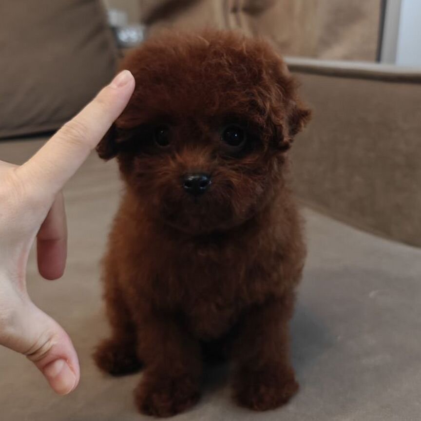 Той-пудель, щенок