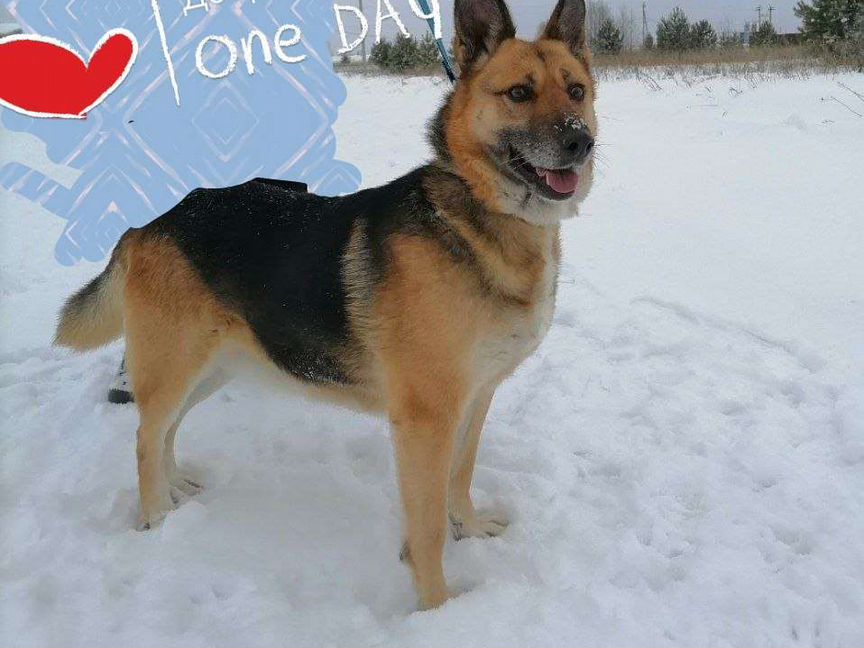 Собака в добрые руки