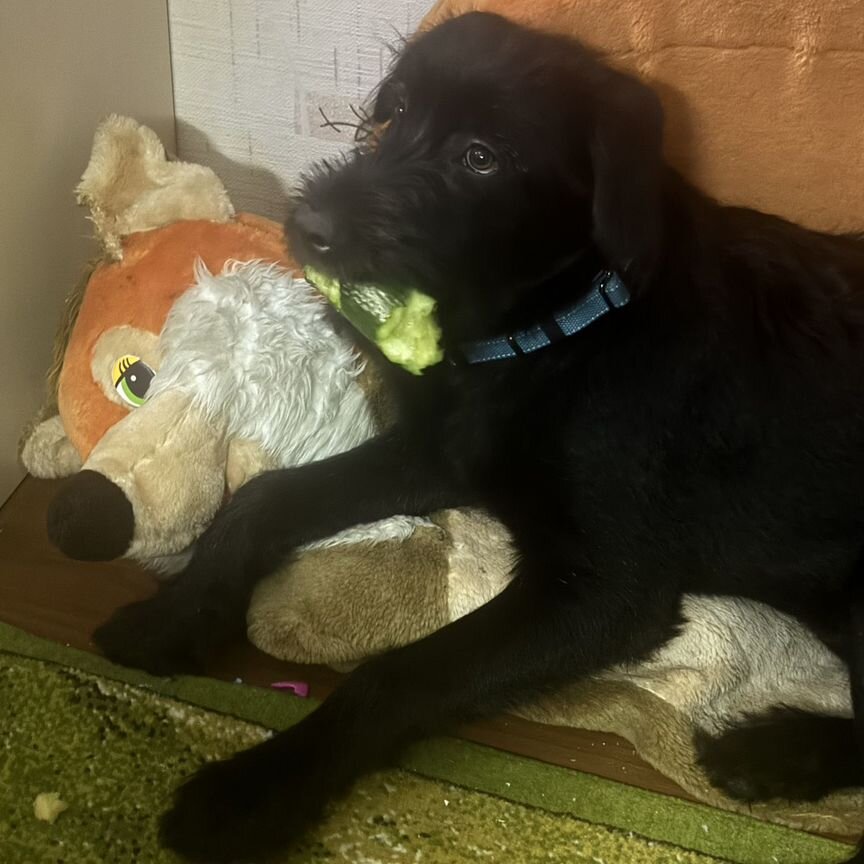 Лабрадор-ретривер, щенок