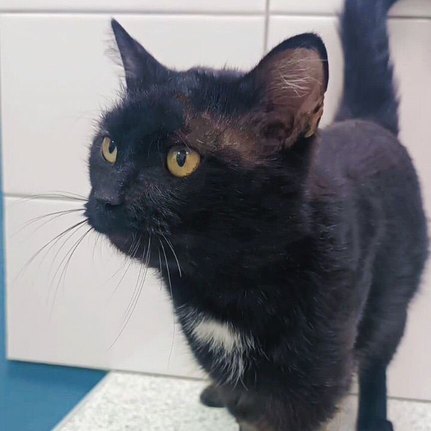 Котику с непростой судьбой очень нужен дом