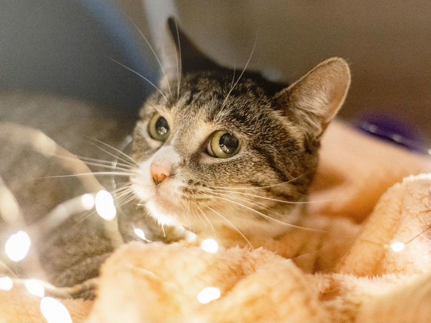 Кошка которую никто не замечает