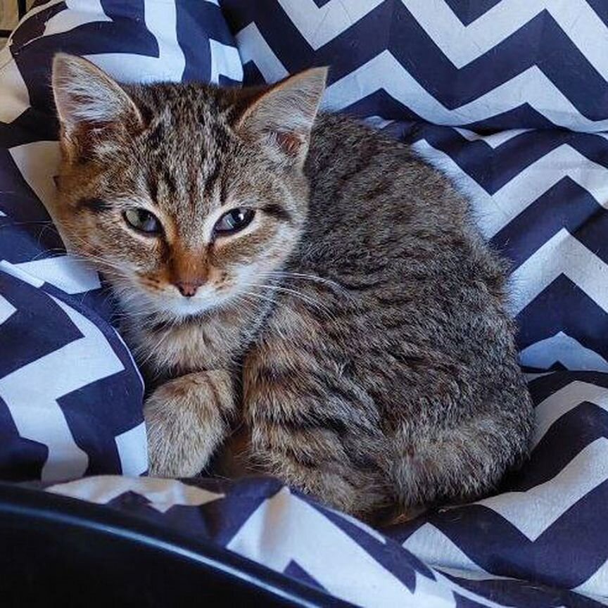 Котенок 3 месяца девочка