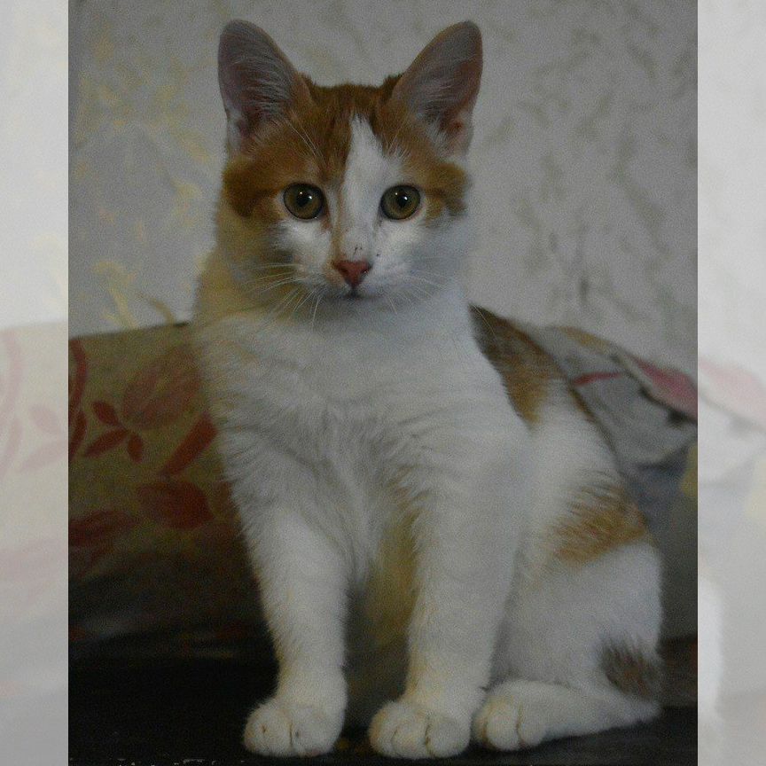 Котик в добрые руки