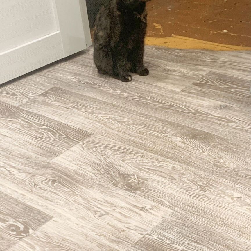 Кошка 9 месяцев