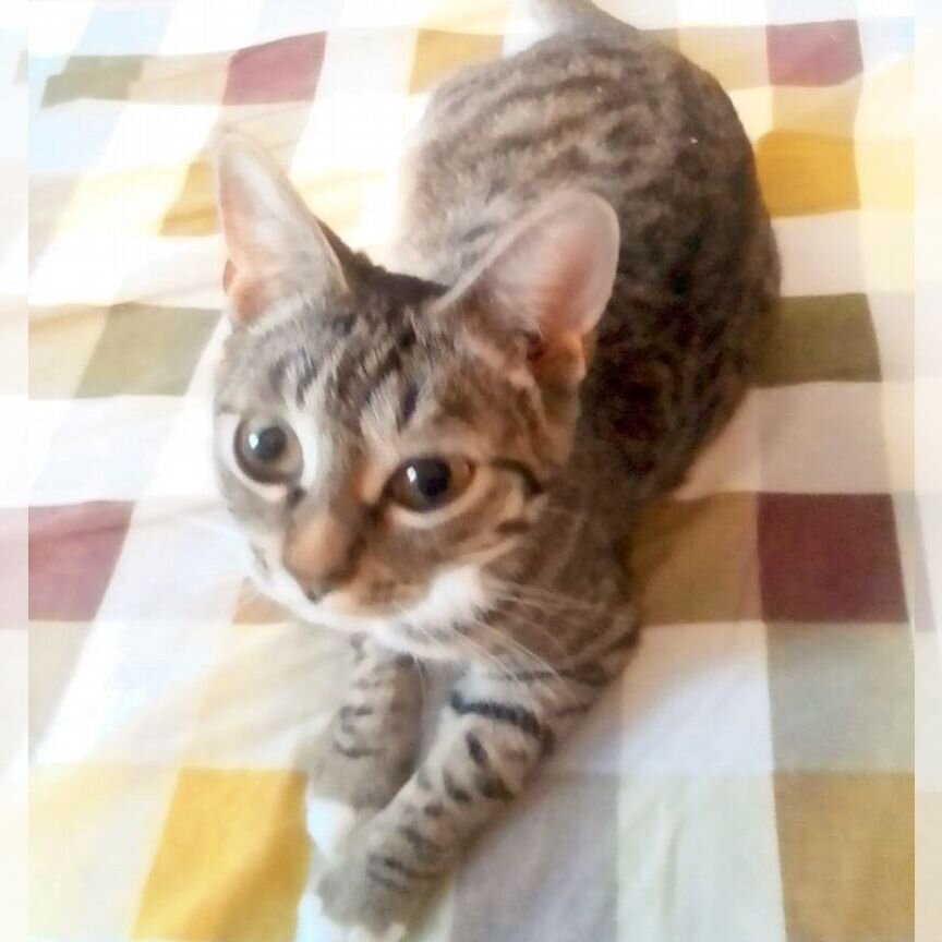 Котенок 6 мес девочка в добрые руки