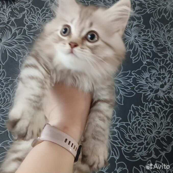 Британский прямоухий котенок