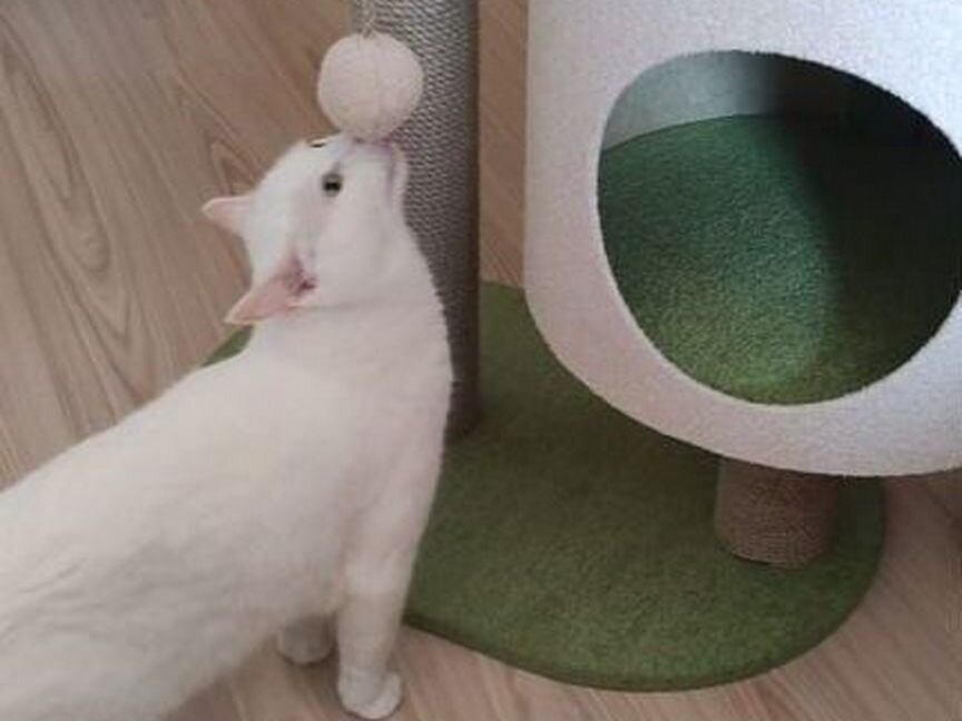 Нюша белая кошка в беде