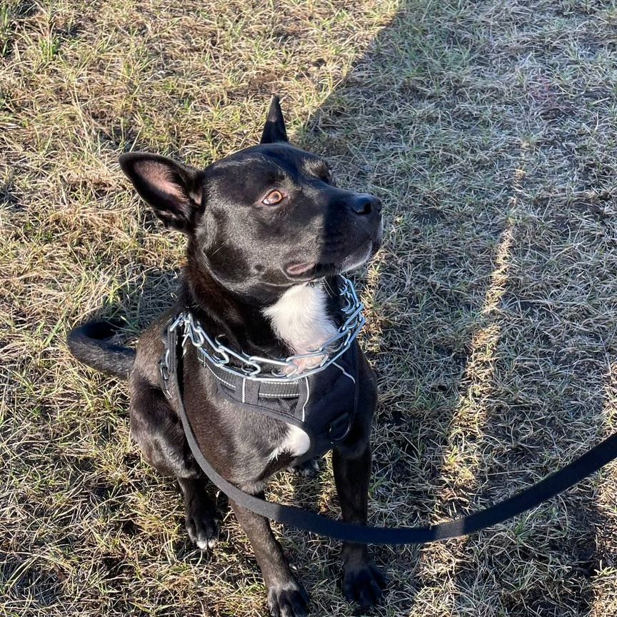 Собака в добрые руки отдам бесплатно