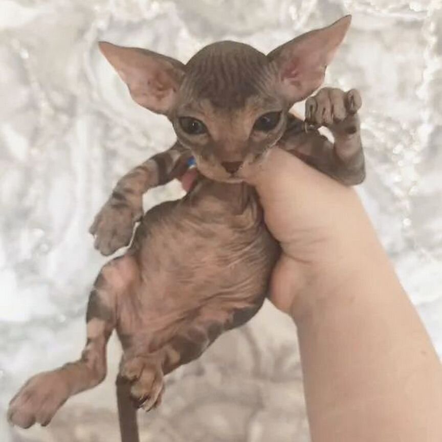 Донской сфинкс котята