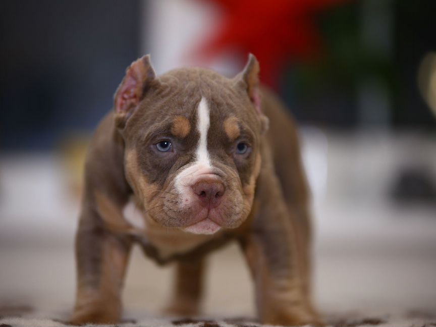 Замечательная девочка булли