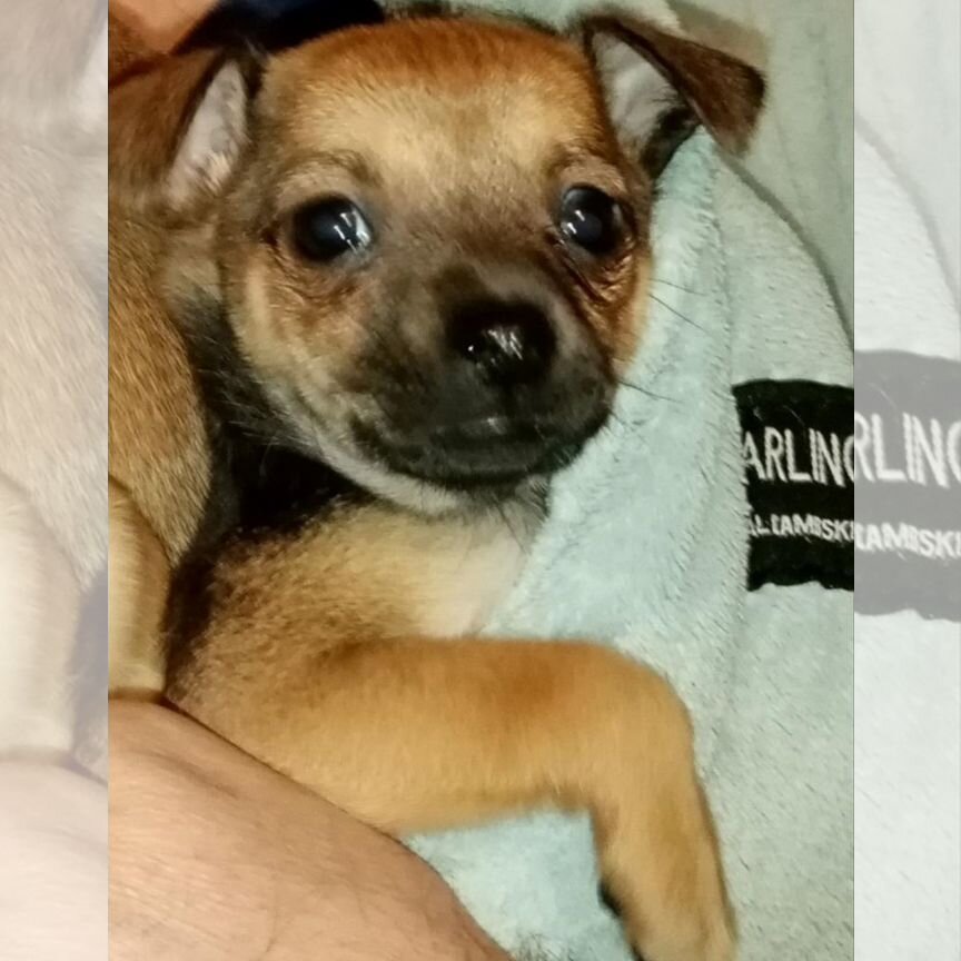 Пинчер карликовый щеночки