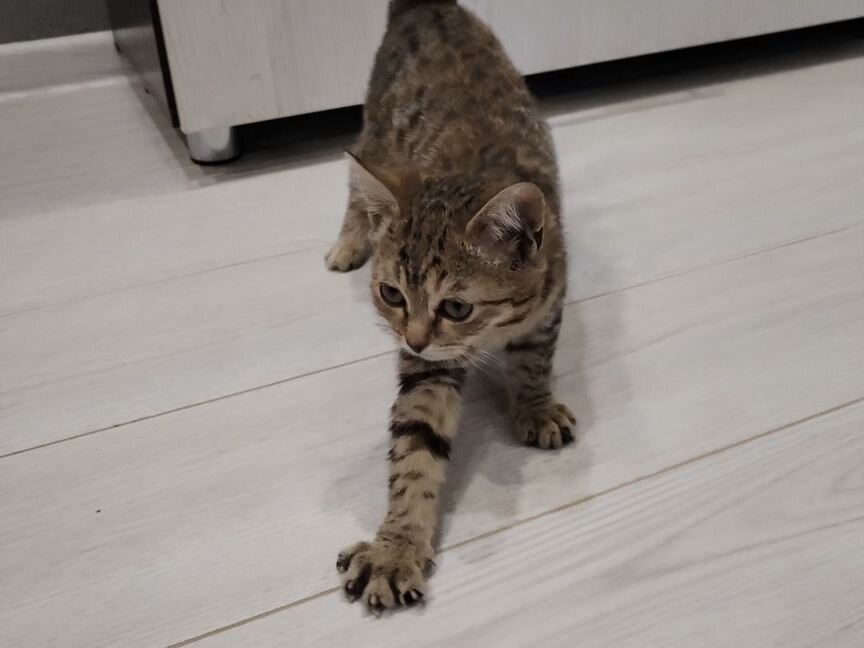 Котенок девочка