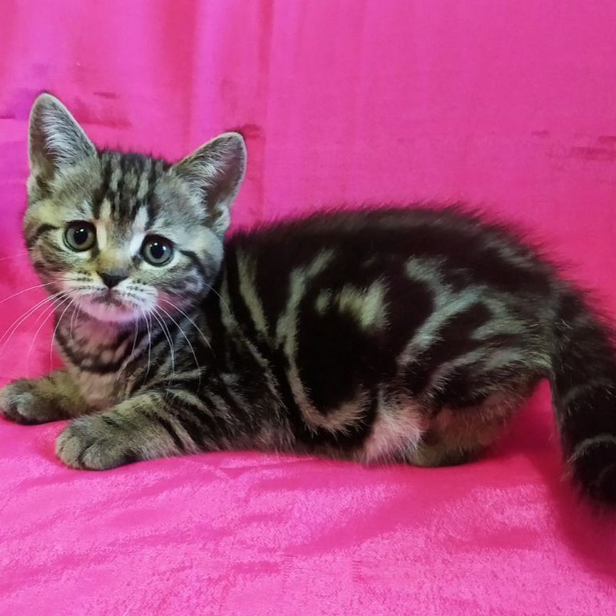 Шотландская кошечка