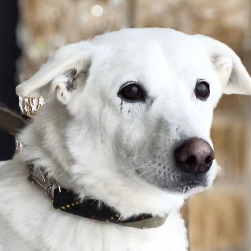 Взрослый пёс в добрые руки