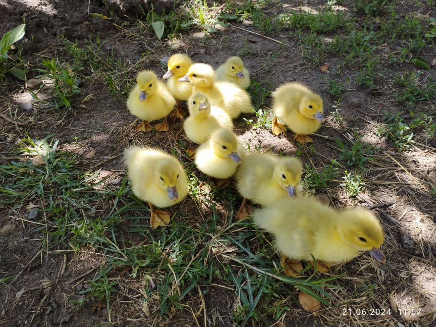 Утята Мускусной Индоутки Лаванда