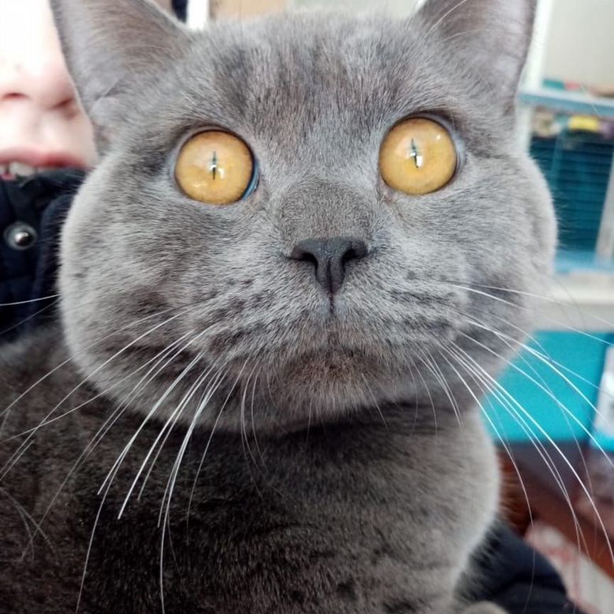 Коты и кошки приюта