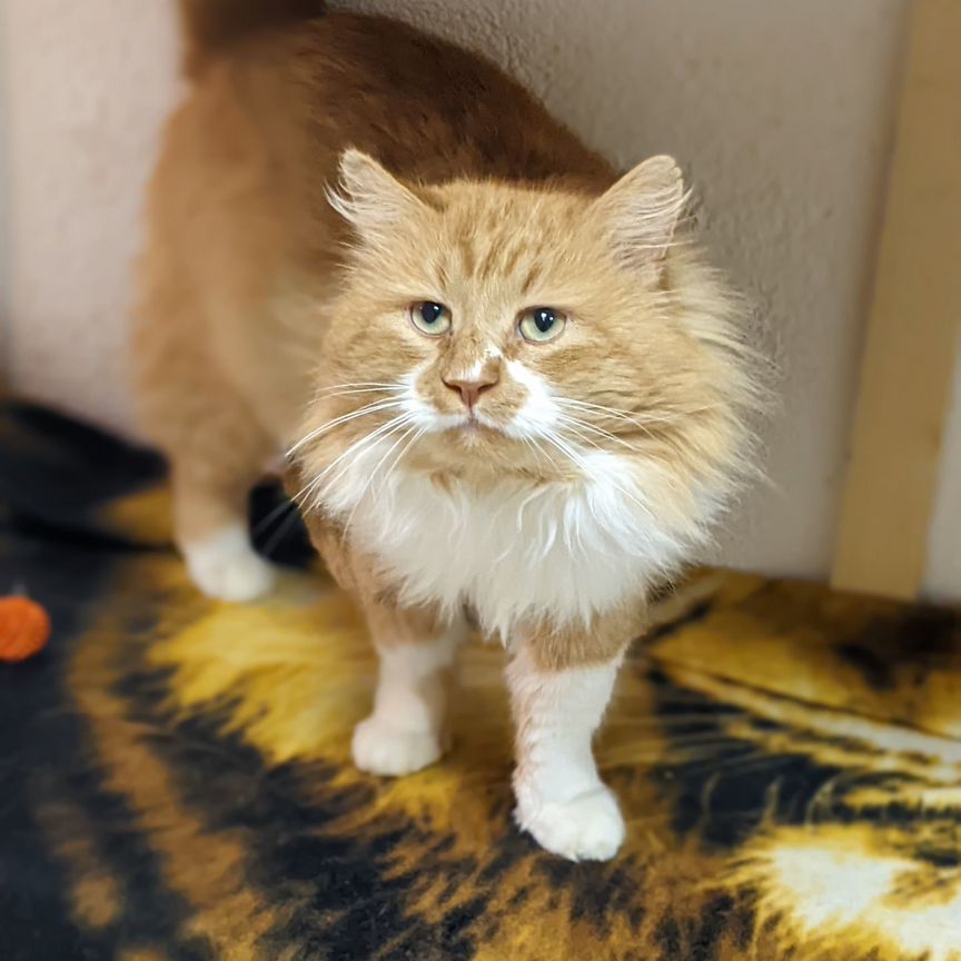 Котище в хорошие руки