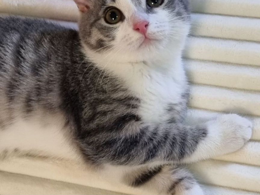 Милый Котенок Лилу ищет дом