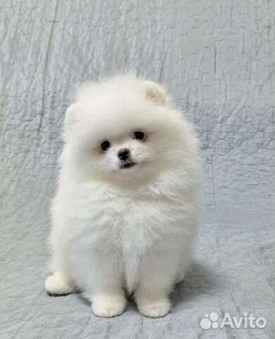 Померанский шпиц мини