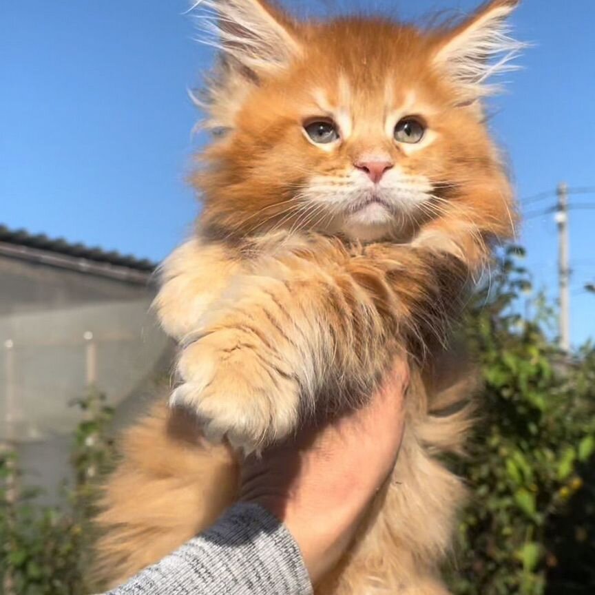 Котята мейн-кун шоу класс