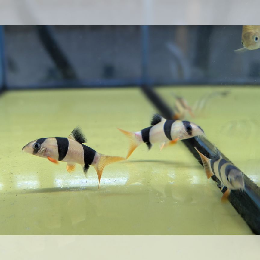 Боции в ассортименте на Гарибальди