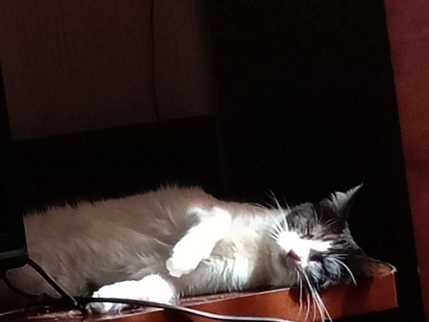 Кошечка ищет добрые руки