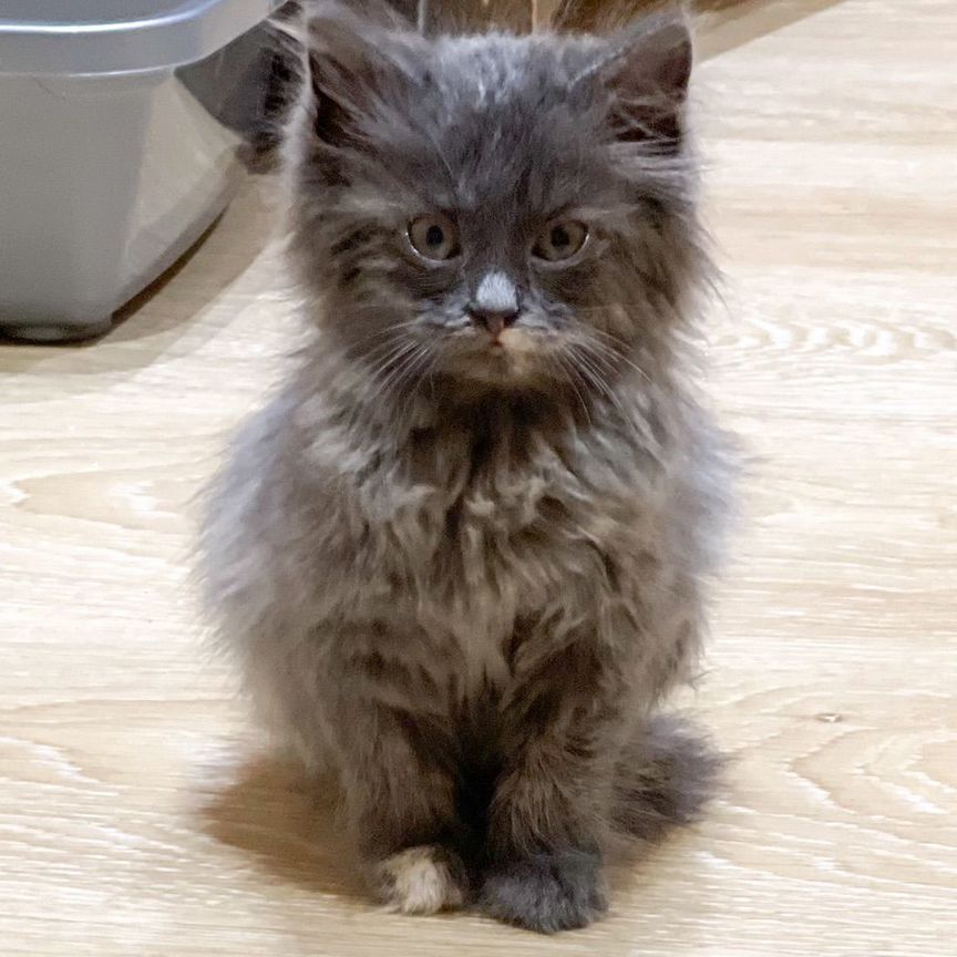 Котёнок в добрые руки