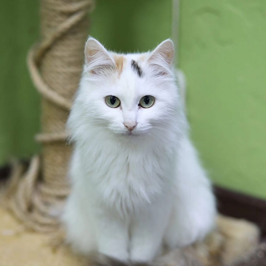 Кошка Куколка ищет дом