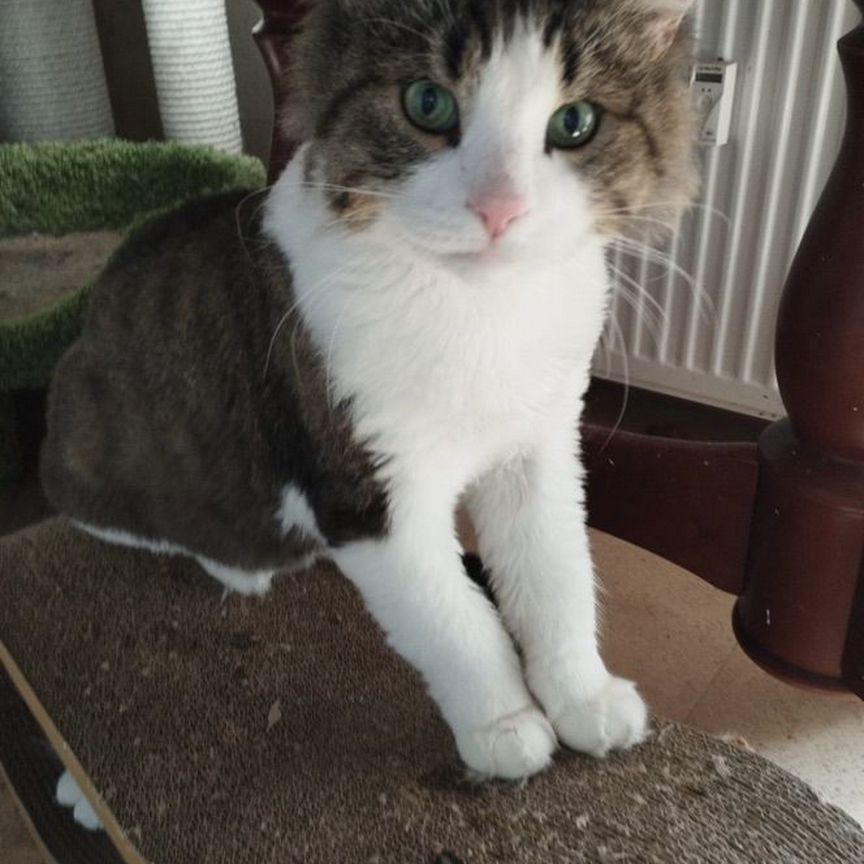 Кот Лео