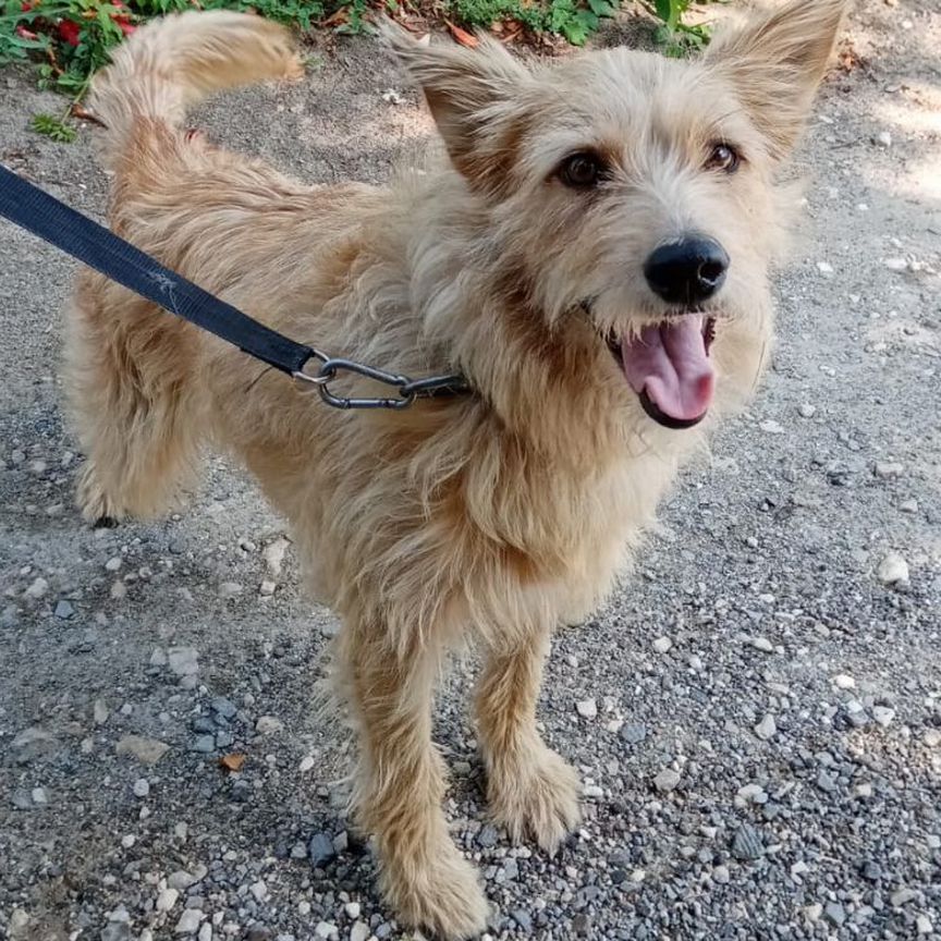 Собака Люся