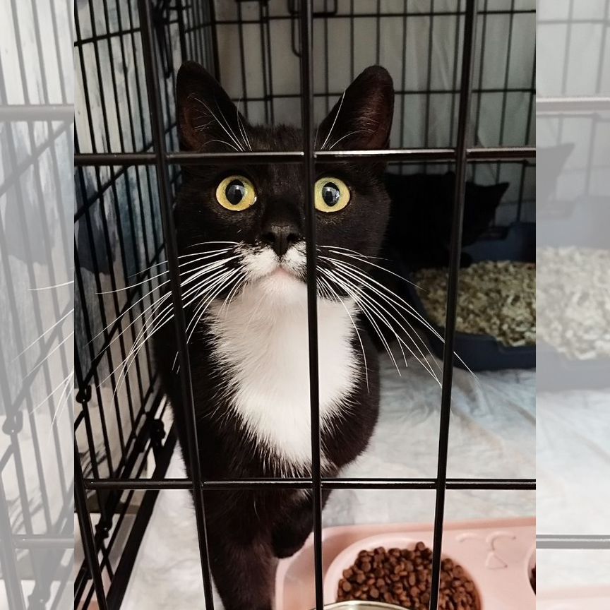 Взрослая, Девочка кошка в добрые руки