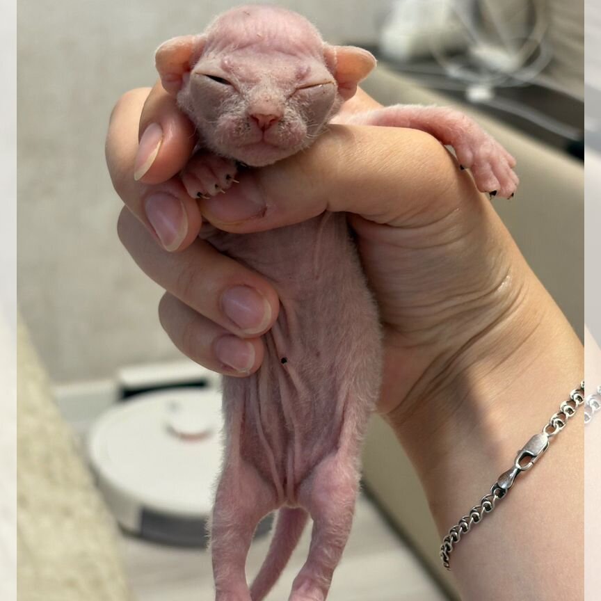 Донской сфинкс котёнок