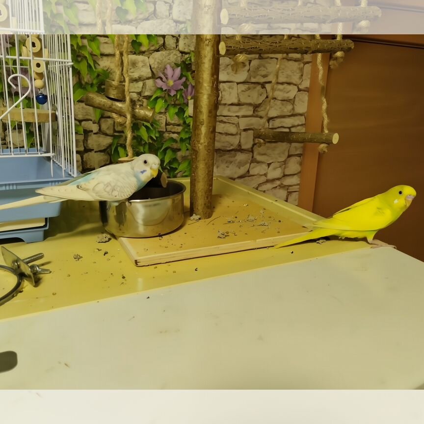 Волнистый попугай