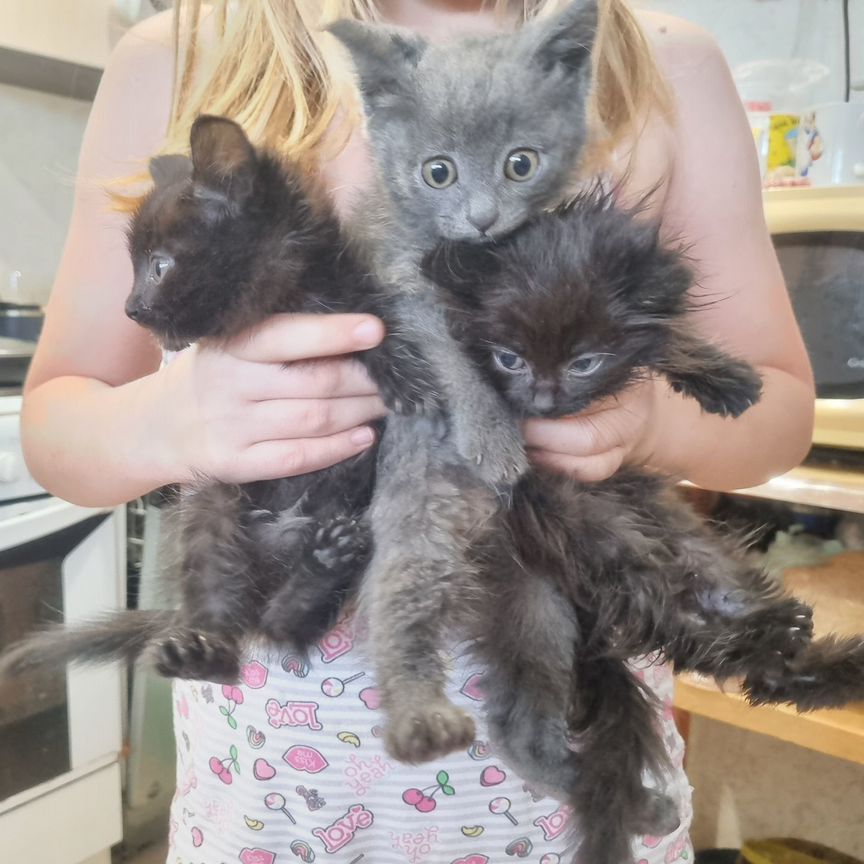 Котёнок в добрые руки